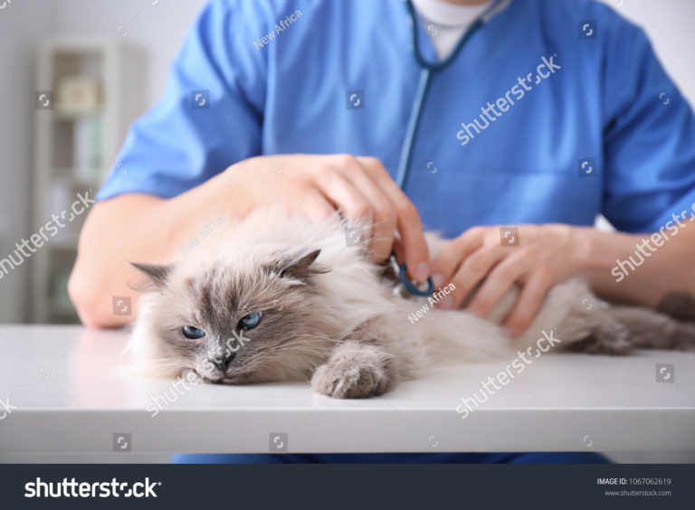 Metro Cat Clinic – A Cat Friendly Practice